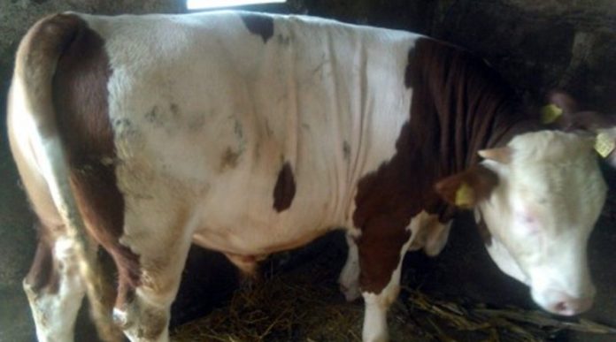 1992. godine, na početku rata, Bošnjak je, uz kaparu, kupio dva bika ...